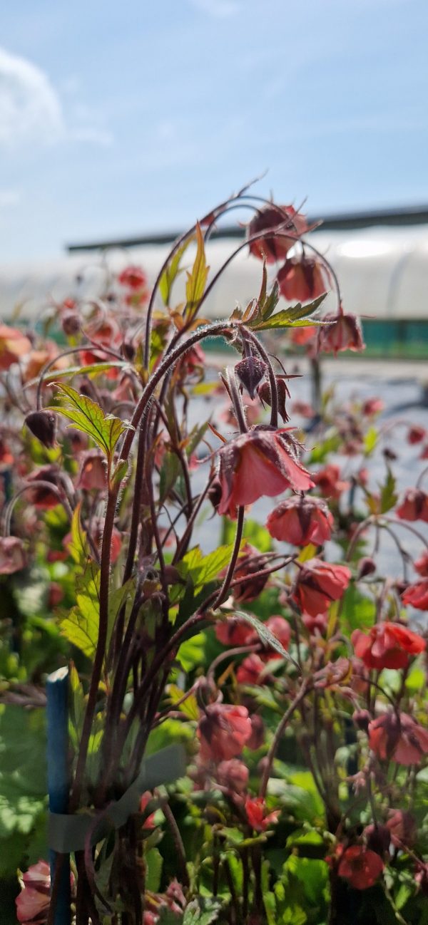 Geum rivale 'Leonard's Variety' | Shop Geum | Proctors Nursery