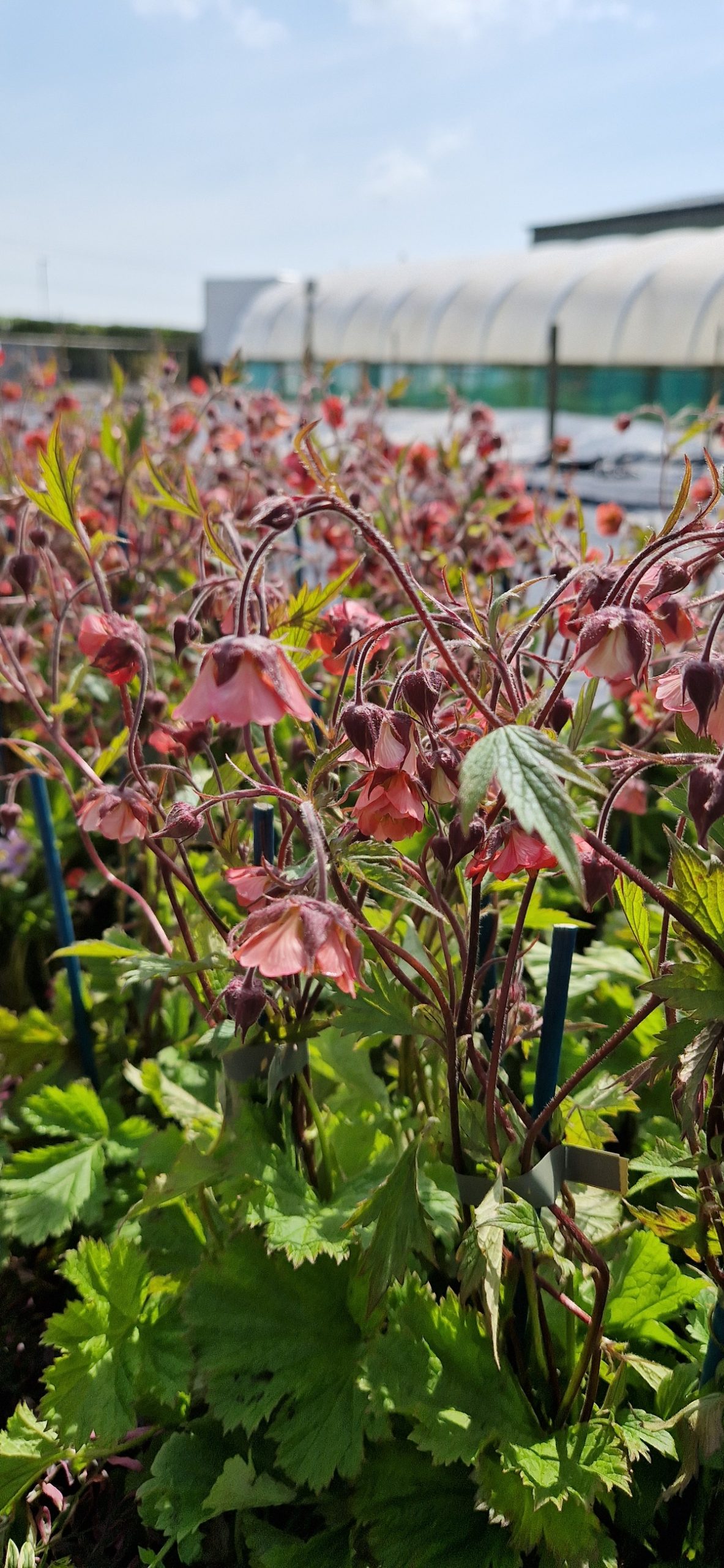 Geum rivale 'Leonard's Variety' | Shop Geum | Proctors Nursery