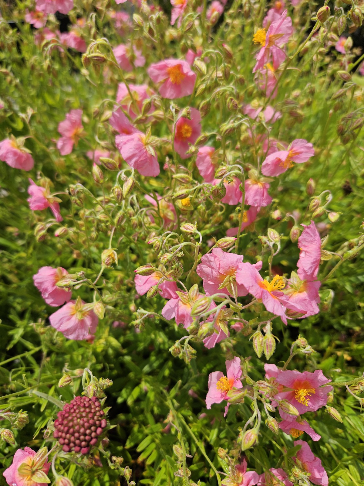 Helianthemum 'Lawrenson's Pink' | Proctors Nursery
