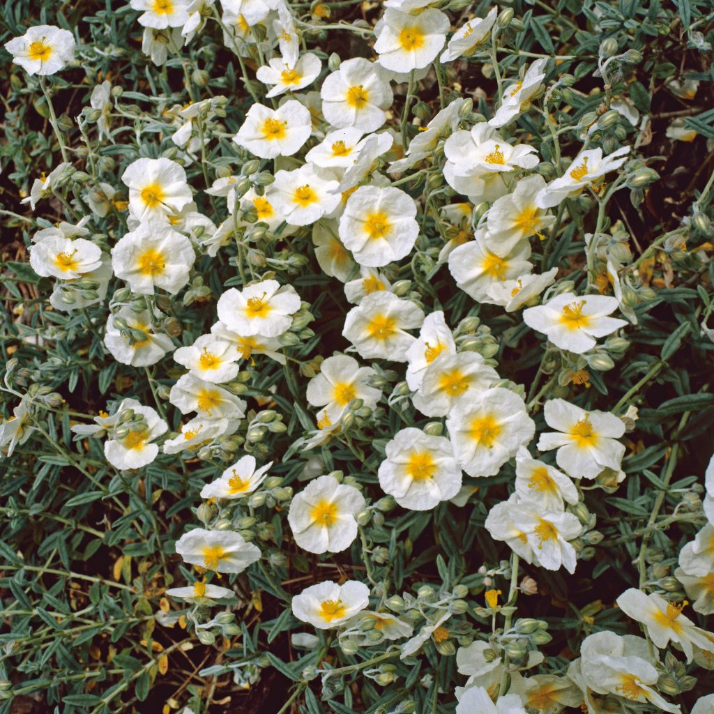 Helianthemum | Shop Established Helianthemum | Proctors Nursery