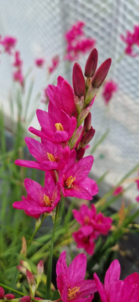 Ixia 'Venus' | Proctors Nursery