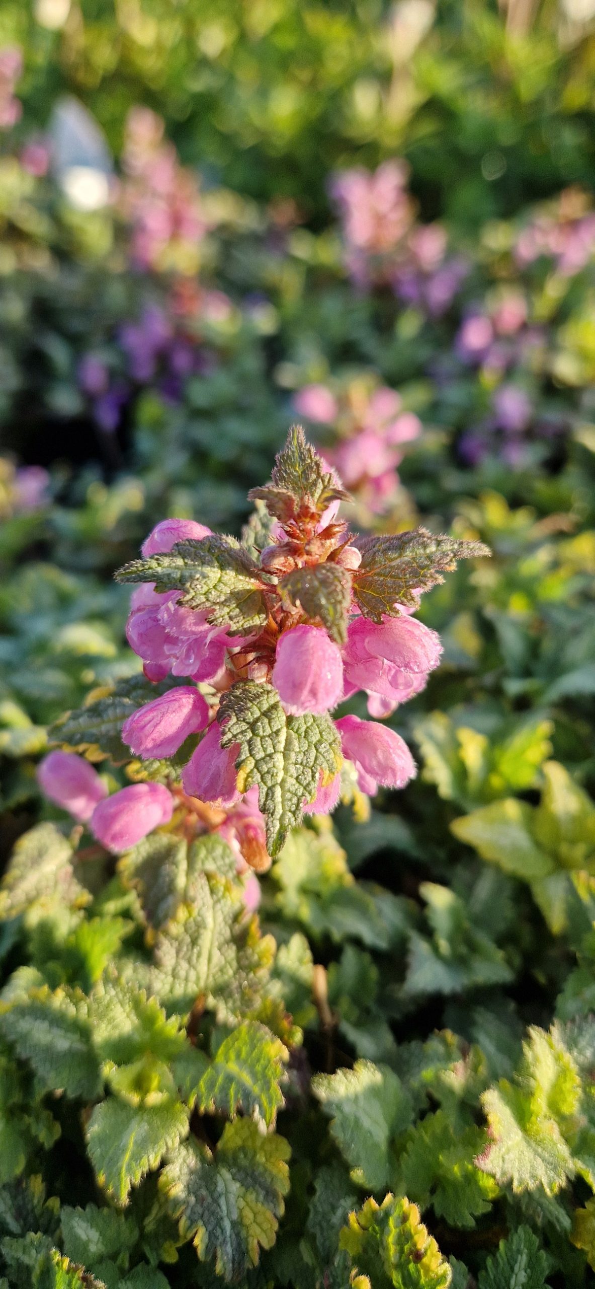 Lamium maculatum 'Golden Anniversary' | Proctors Nursery