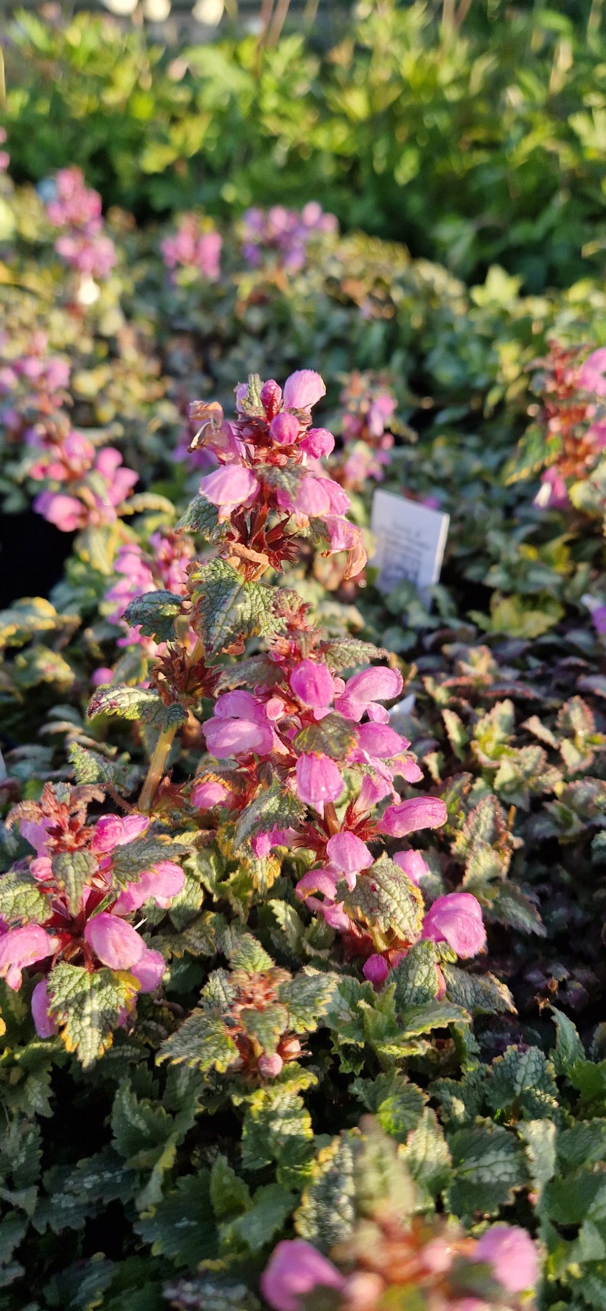 Lamium maculatum 'Golden Anniversary' | Proctors Nursery