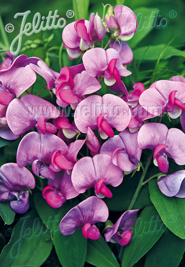Lathyrus latifolius 'Red Pearl' | Proctors Nursery