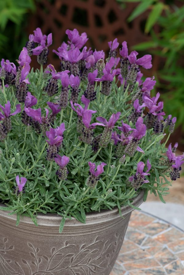 Lavandula stoechas Butterfly Garden 'Early Summer Improved' | Proctors ...