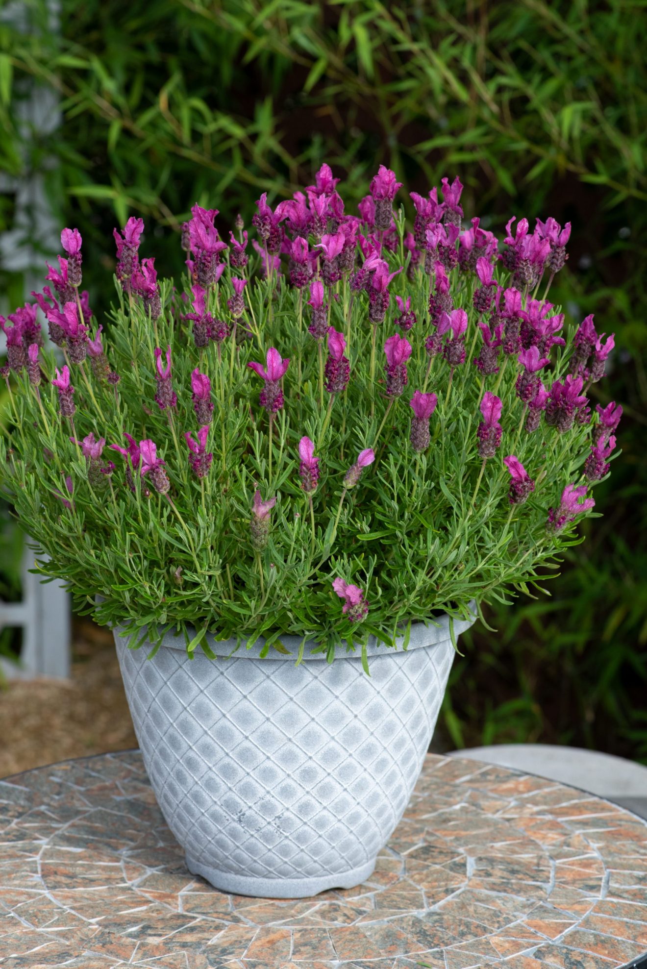 Lavandula stoechas Butterfly Garden 'Pink Summer' | Proctors Nursery