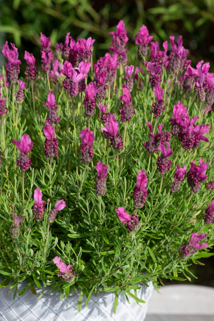 Lavandula stoechas Butterfly Garden 'Pink Summer' | Proctors Nursery