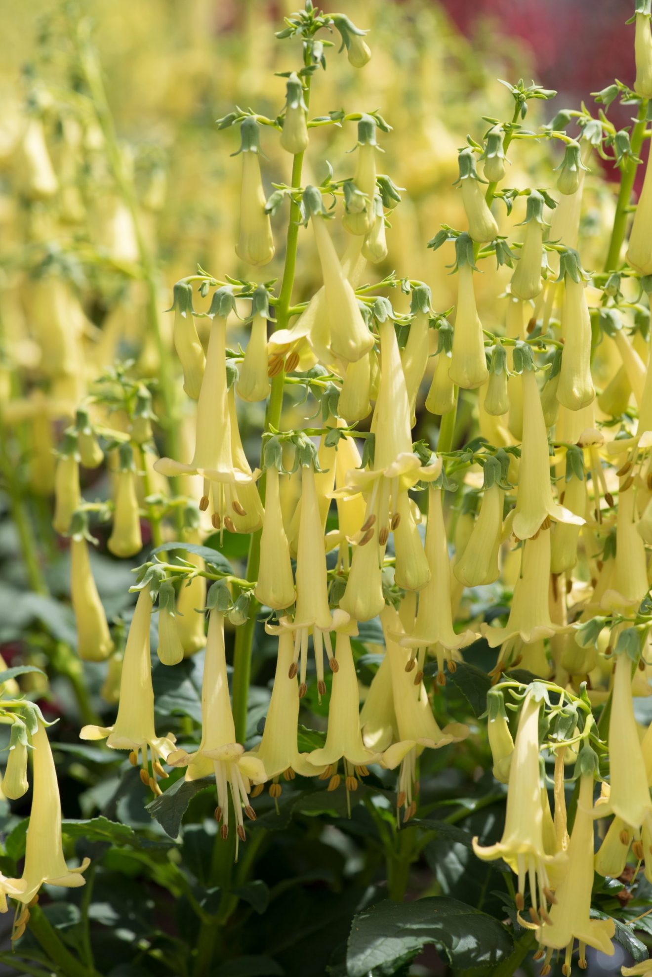 Phygelius Colorburst 'Yellow' | Proctors Nursery