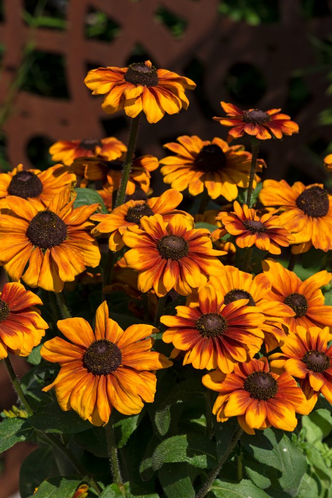 Rudbeckia 'Rudy Mini Brown Orange' | Proctors Nursery