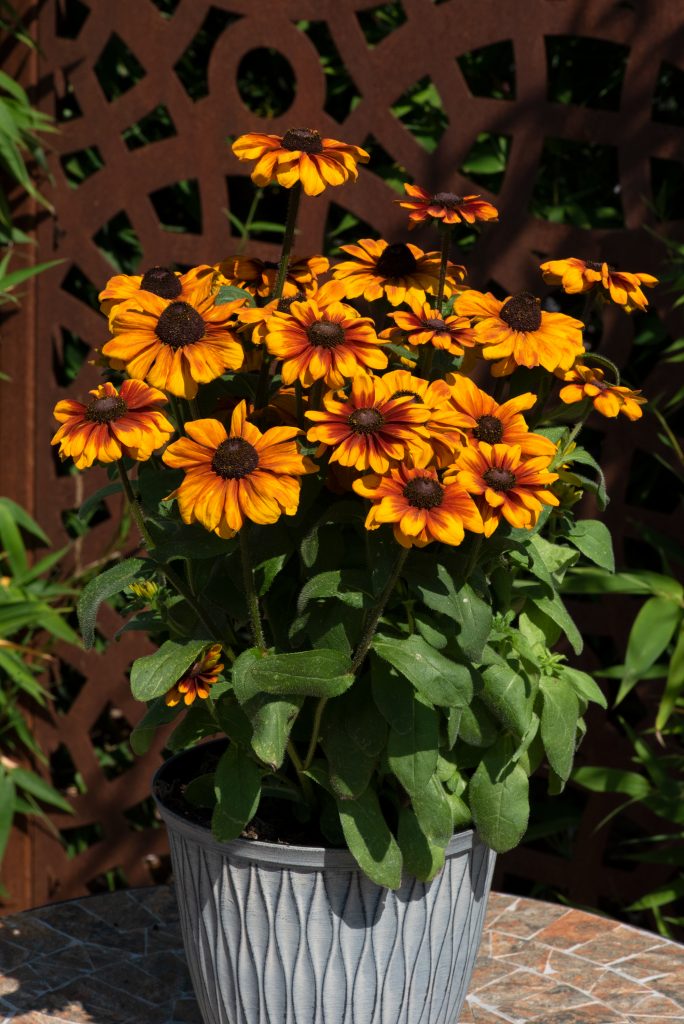 Rudbeckia 'Rudy Mini Brown Orange' | Proctors Nursery