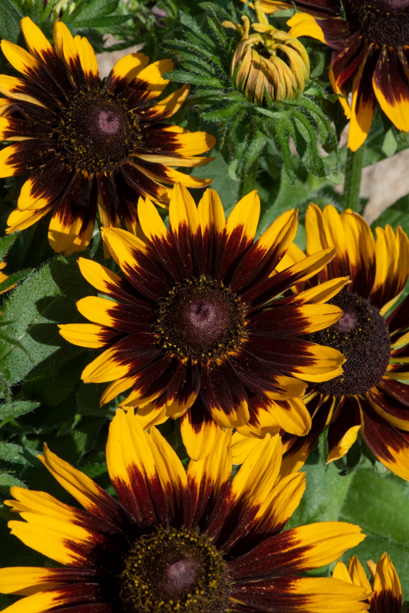 Rudbeckia 'Rudy Mini Yellow Black' | Proctors Nursery