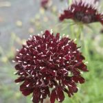 Buy Scabiosa Plants Online | Online Shop | Proctors Nursery