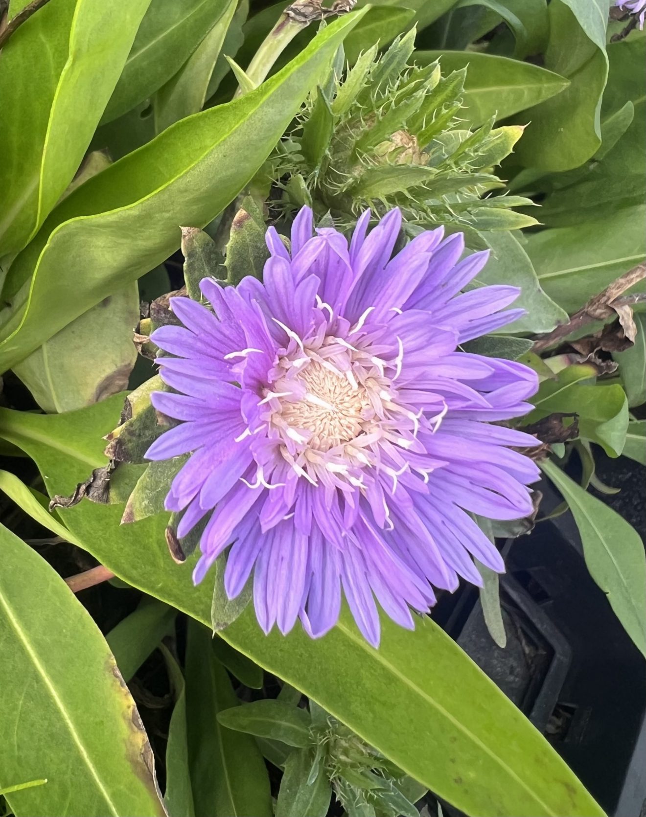 Stokesia laevis 'Blue Star' | Proctors Nursery