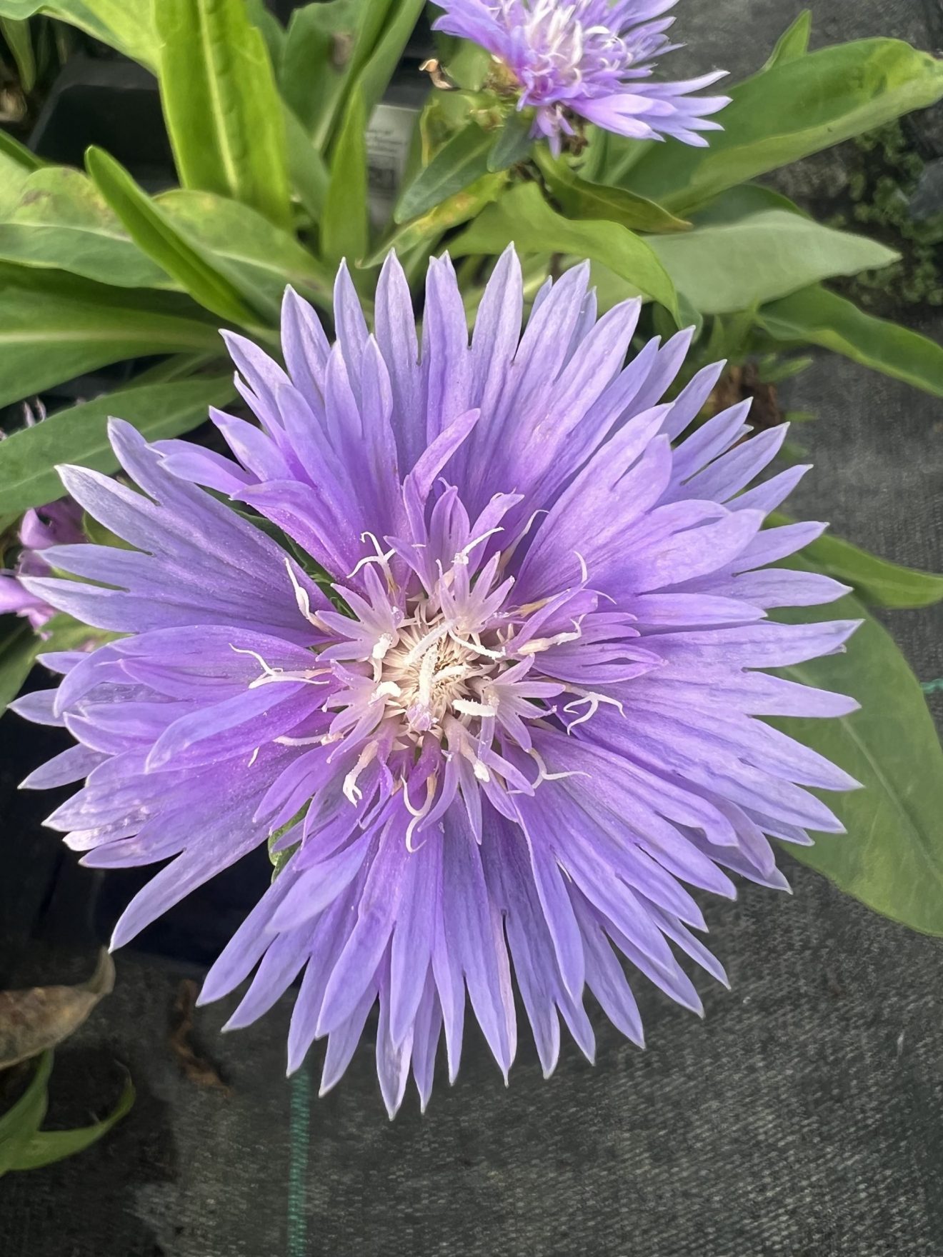 Stokesia laevis 'Blue Star' | Proctors Nursery
