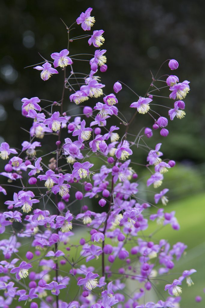 Thalictrum 'Purple Wings' | Proctors Nursery
