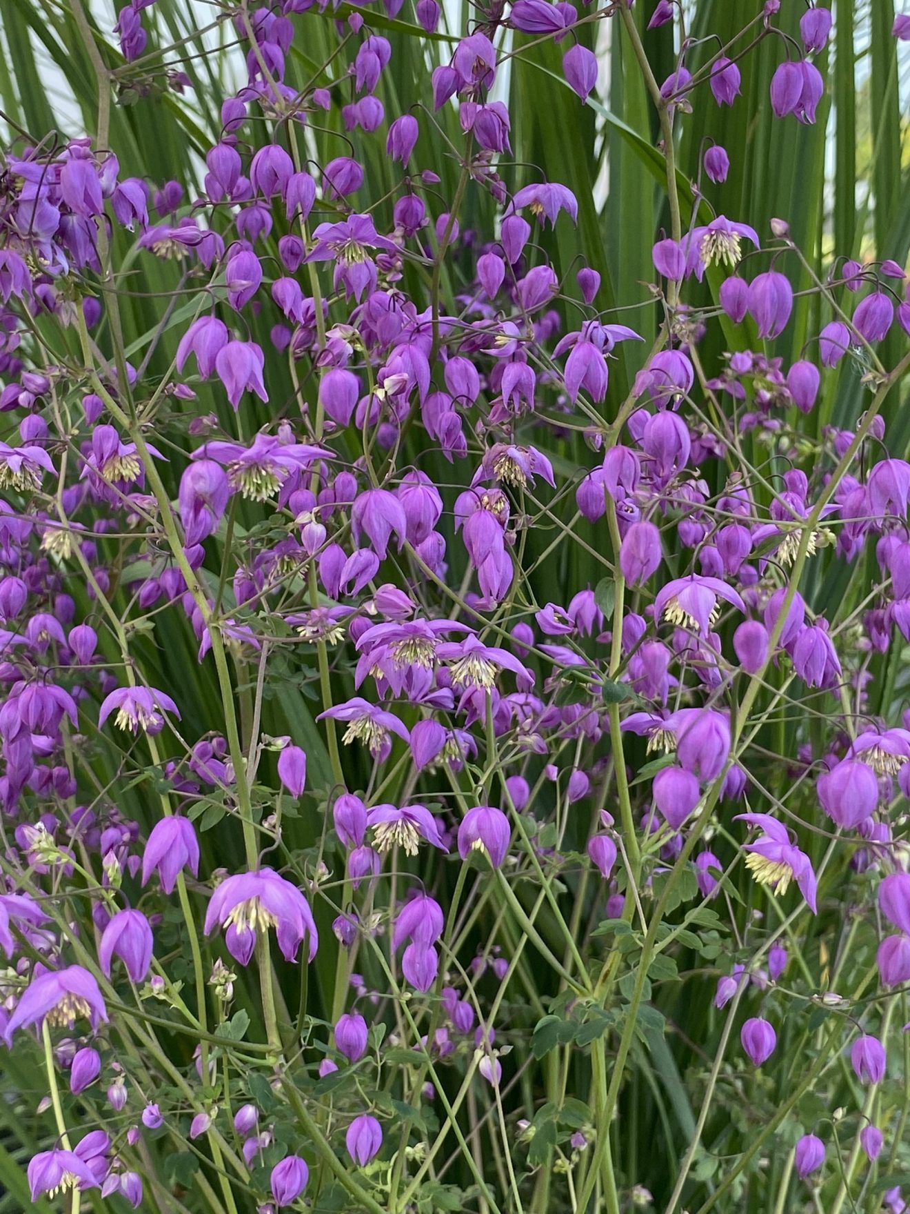 Thalictrum delavayi var. decorum | Proctors Nursery