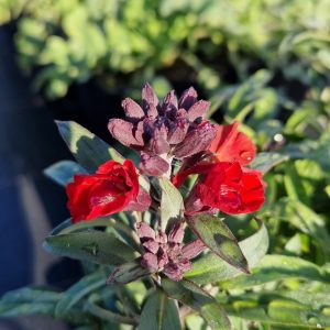 Buy Erysimum Plants Online | Online Shop | Proctors Nursery