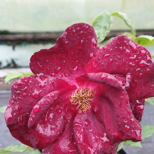 Roses | Proctors Nursery