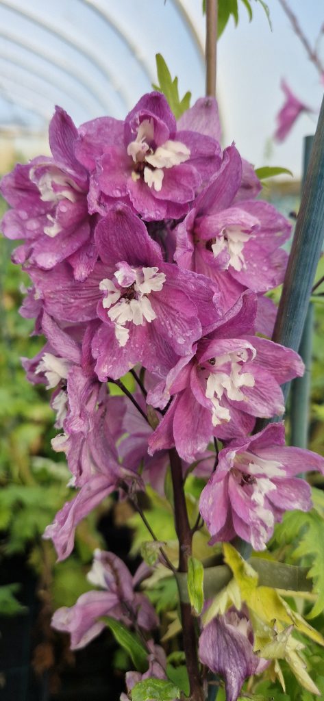 Delphinium 'Magic Fountains Deep Rose White Bee' | Proctors Nursery