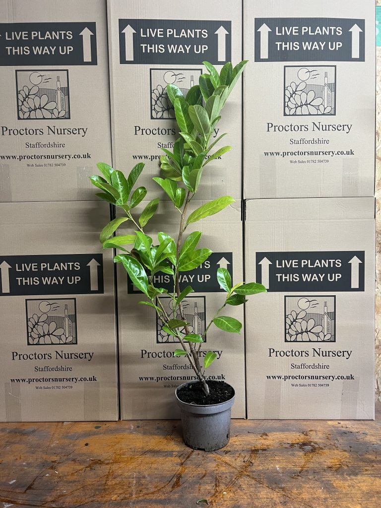 Laurel (Potted) - 2 litre | Proctors Nursery