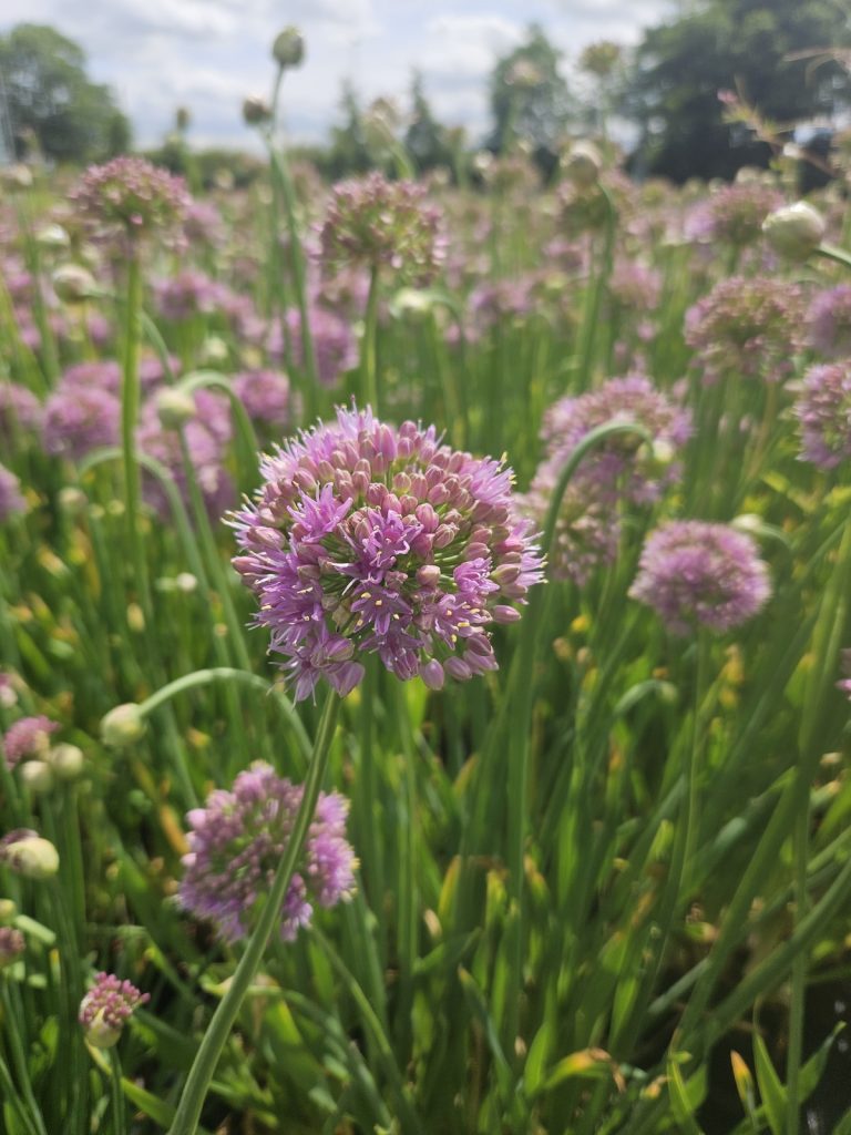Allium 'Bubble Bath' | Shop Well Established Allium | Proctors Nursery