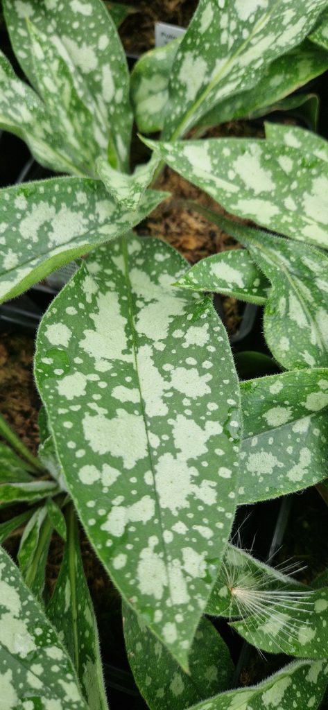 Pulmonaria x hybrida 'Raspberry Splash' | Proctors Nursery