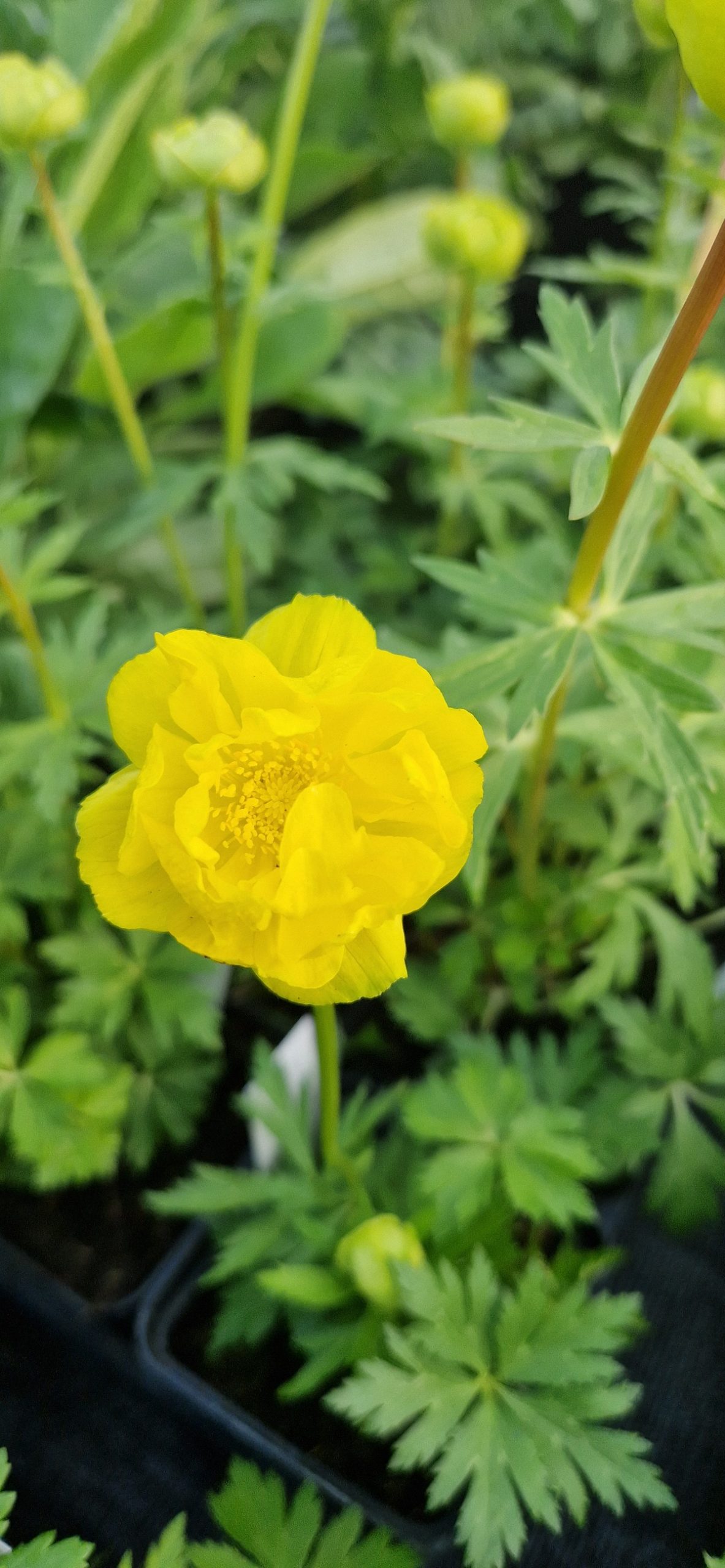 Trollius x cultorum 'Lemon Supreme' | Proctors Nursery