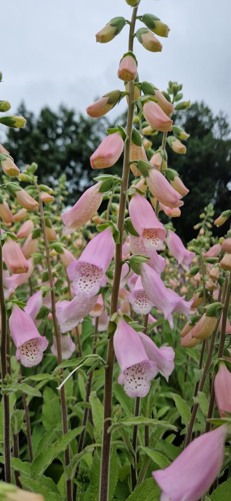 Digitalis 'Lucas Light Pink' | Shop Established Digitalis | Proctors ...