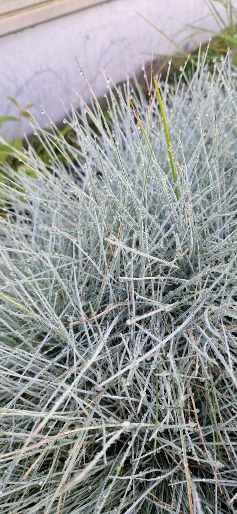 Festuca glauca 'Intense Blue' | Shop Festuca | Proctors Nursery