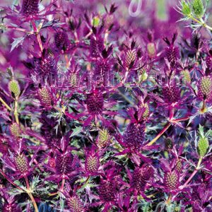 Buy Eryngium Plants Online | Online Shop | Proctors Nursery