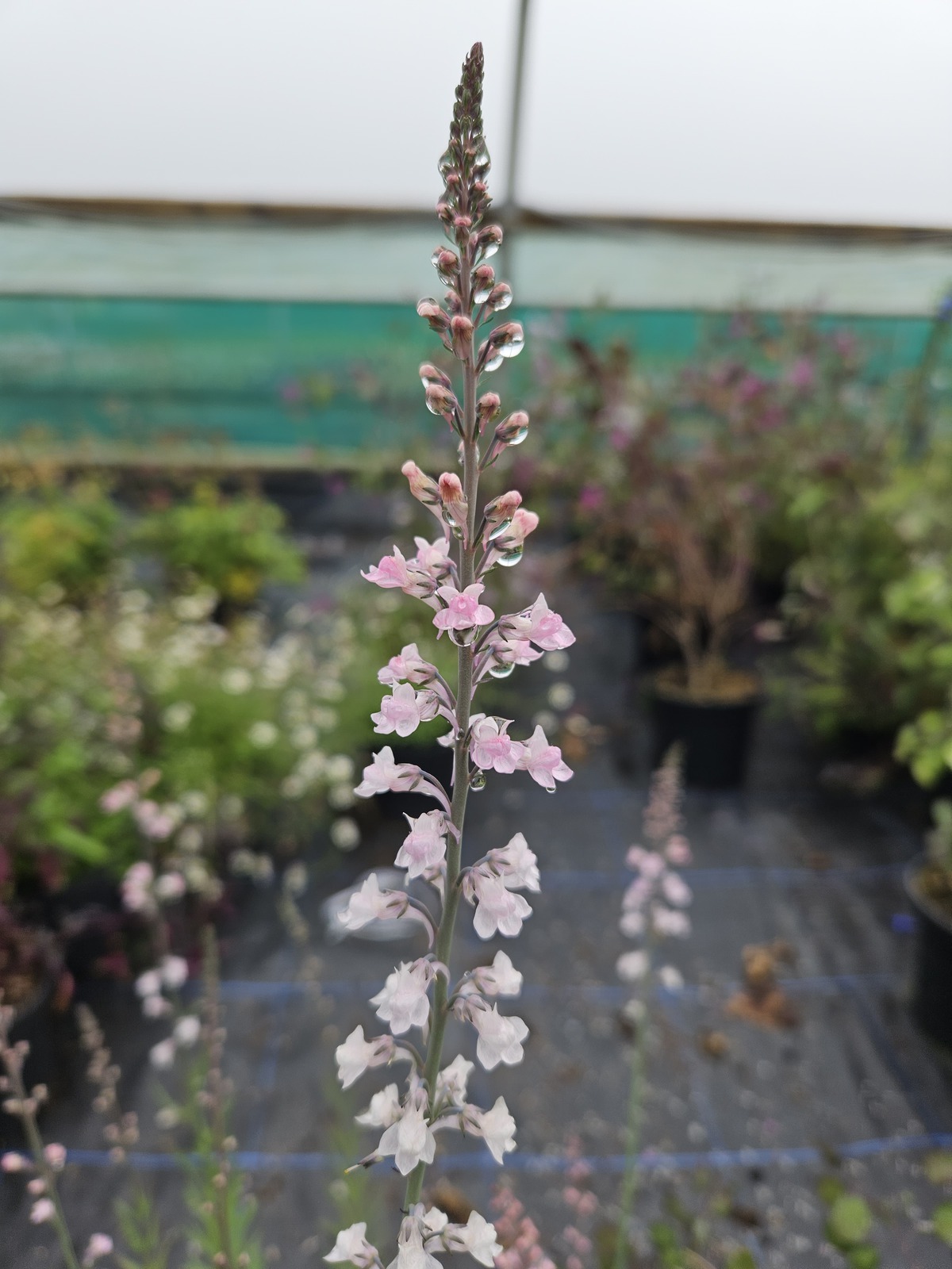 Linaria purpurea 'Canon J Went' | Proctors Nursery