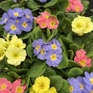 Buy Primula Plants Online | Online Shop | Proctors Nursery