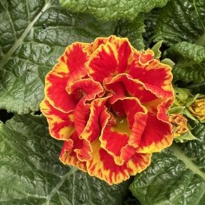 Buy Primula Plants Online | Online Shop | Proctors Nursery