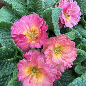 Buy Primula Plants Online | Online Shop | Proctors Nursery
