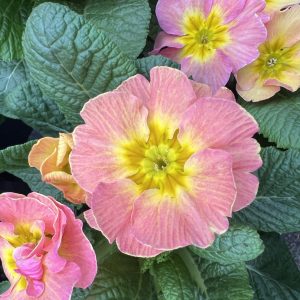 Buy Primula Plants Online | Online Shop | Proctors Nursery