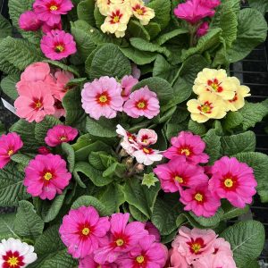 Buy Primula Plants Online | Online Shop | Proctors Nursery