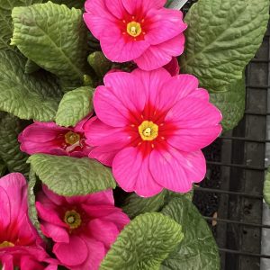 Buy Primula Plants Online | Online Shop | Proctors Nursery