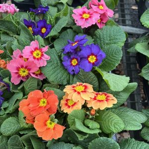 Buy Primula Plants Online | Online Shop | Proctors Nursery