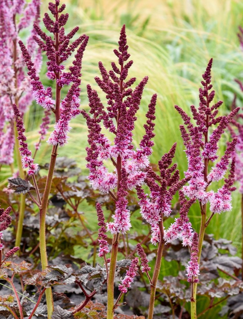 Astilbe 'Dark Side of the Moon' | Shop Well Established Astilbe | Proctors Nursery