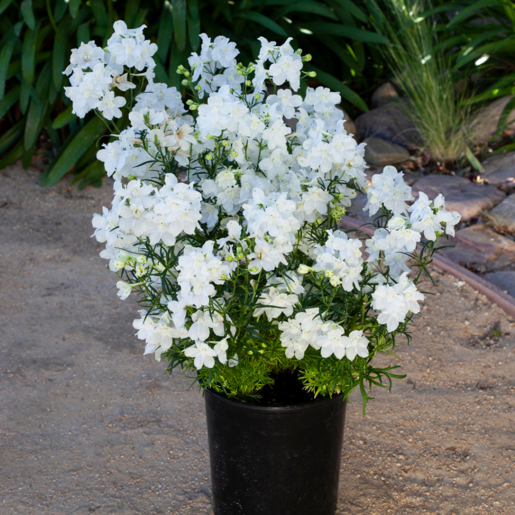 Delphinium grandiflorum 'Hunky Dory White' | Delphinium | Proctors Nursery