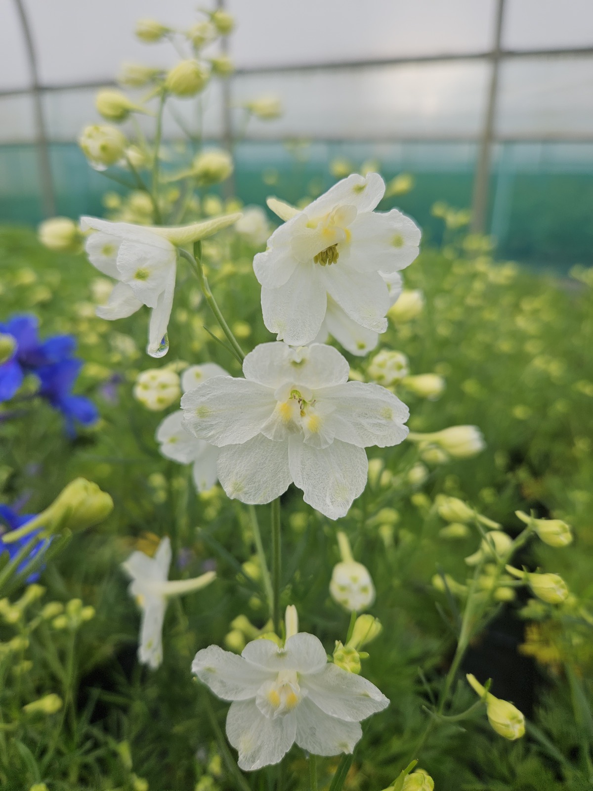 Delphinium grandiflorum 'Hunky Dory White' | Delphinium | Proctors Nursery
