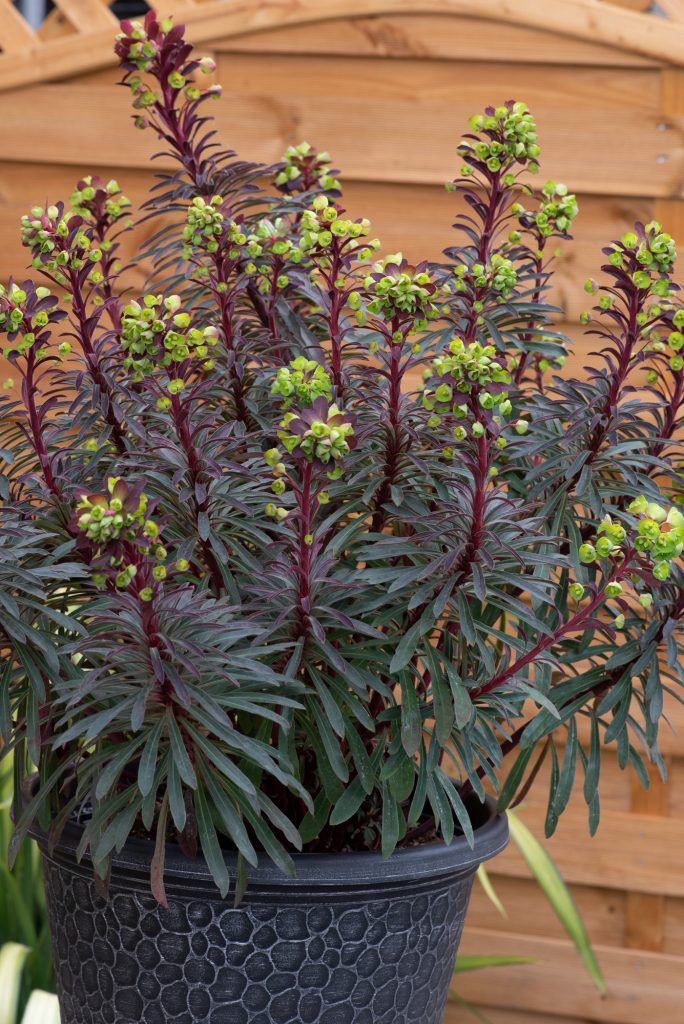 Euphorbia 'Miners Merlot' | Shop Established Euphorbia | Proctors Nursery