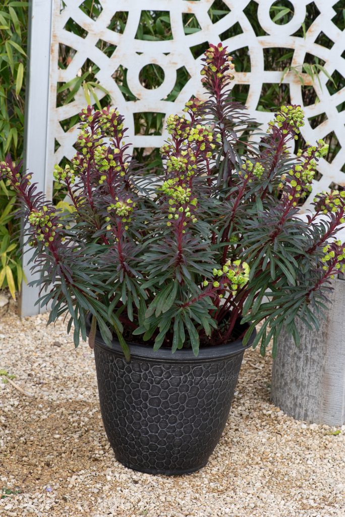 Euphorbia 'Miners Merlot' | Shop Established Euphorbia | Proctors Nursery
