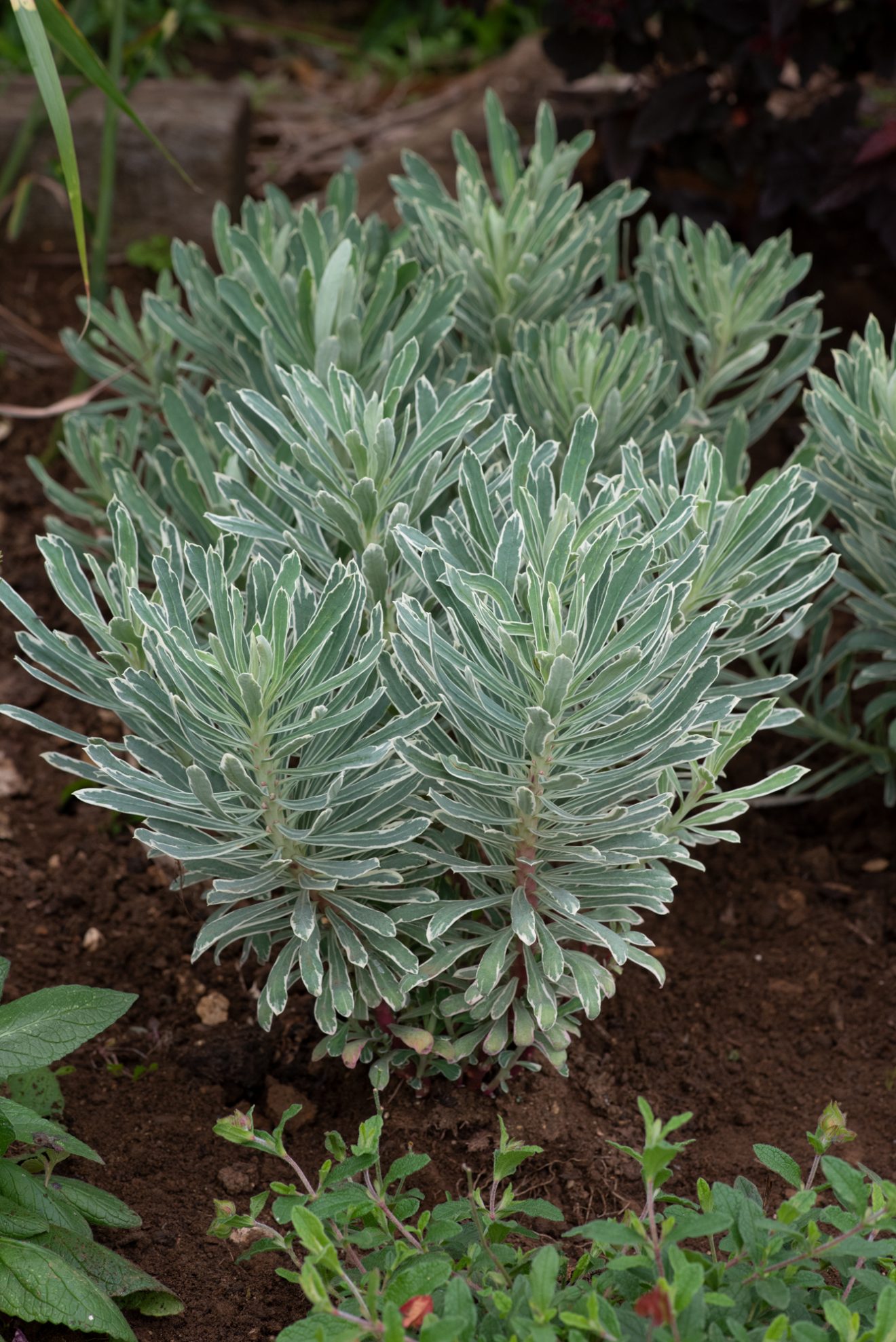 Euphorbia characias 'Silver Edge' | Shop Established Euphorbia ...