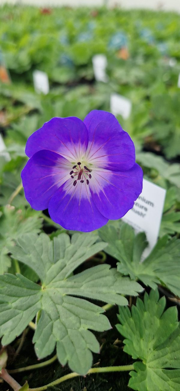 Geranium 'Azure Rush' | Proctors Nursery