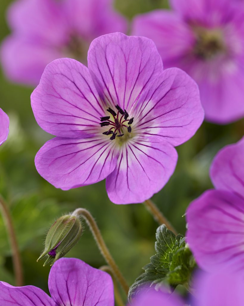 Geranium 'Kelly Anne' | Shop Established Geranium | Proctors Nursery