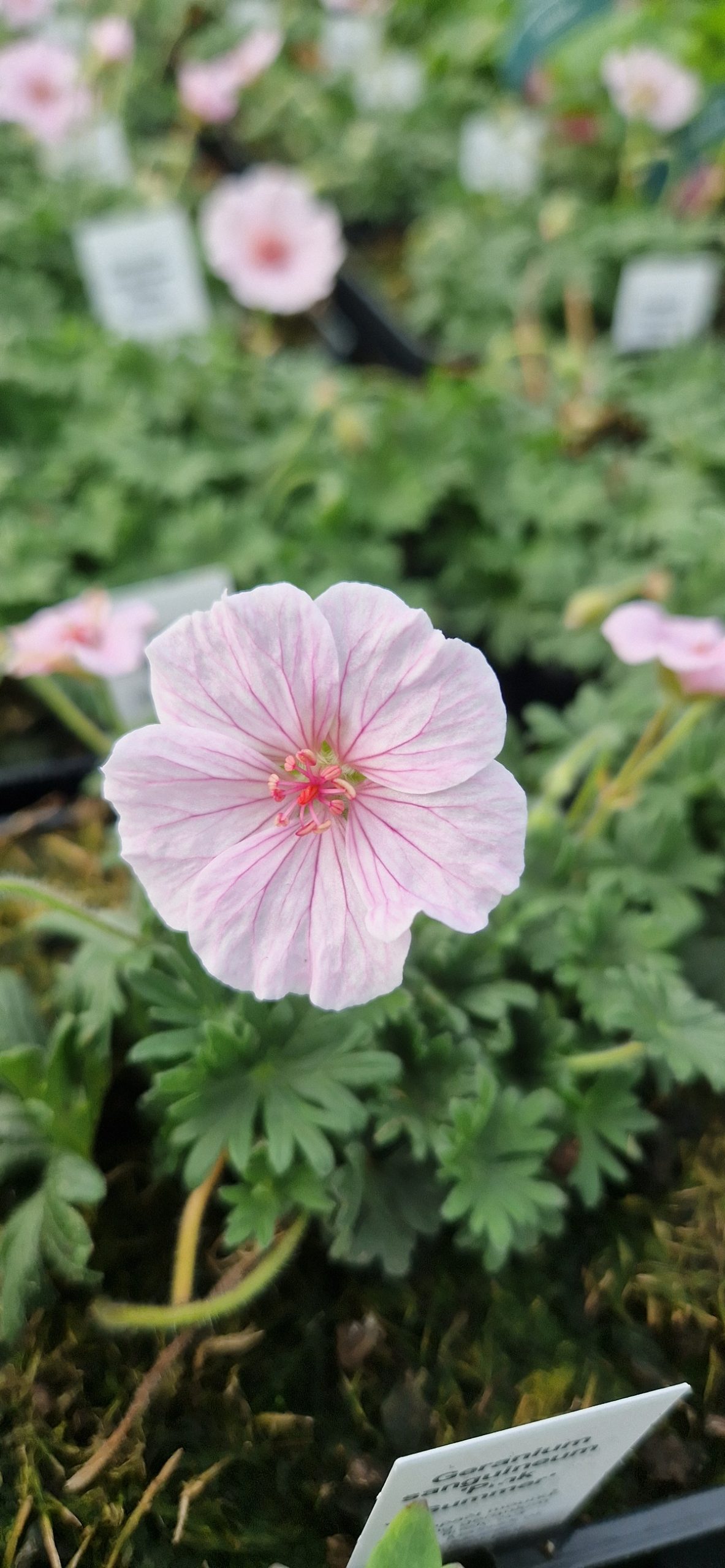Geranium sanguineum 'Pink Summer' | Shop Geranium | Proctors Nursery