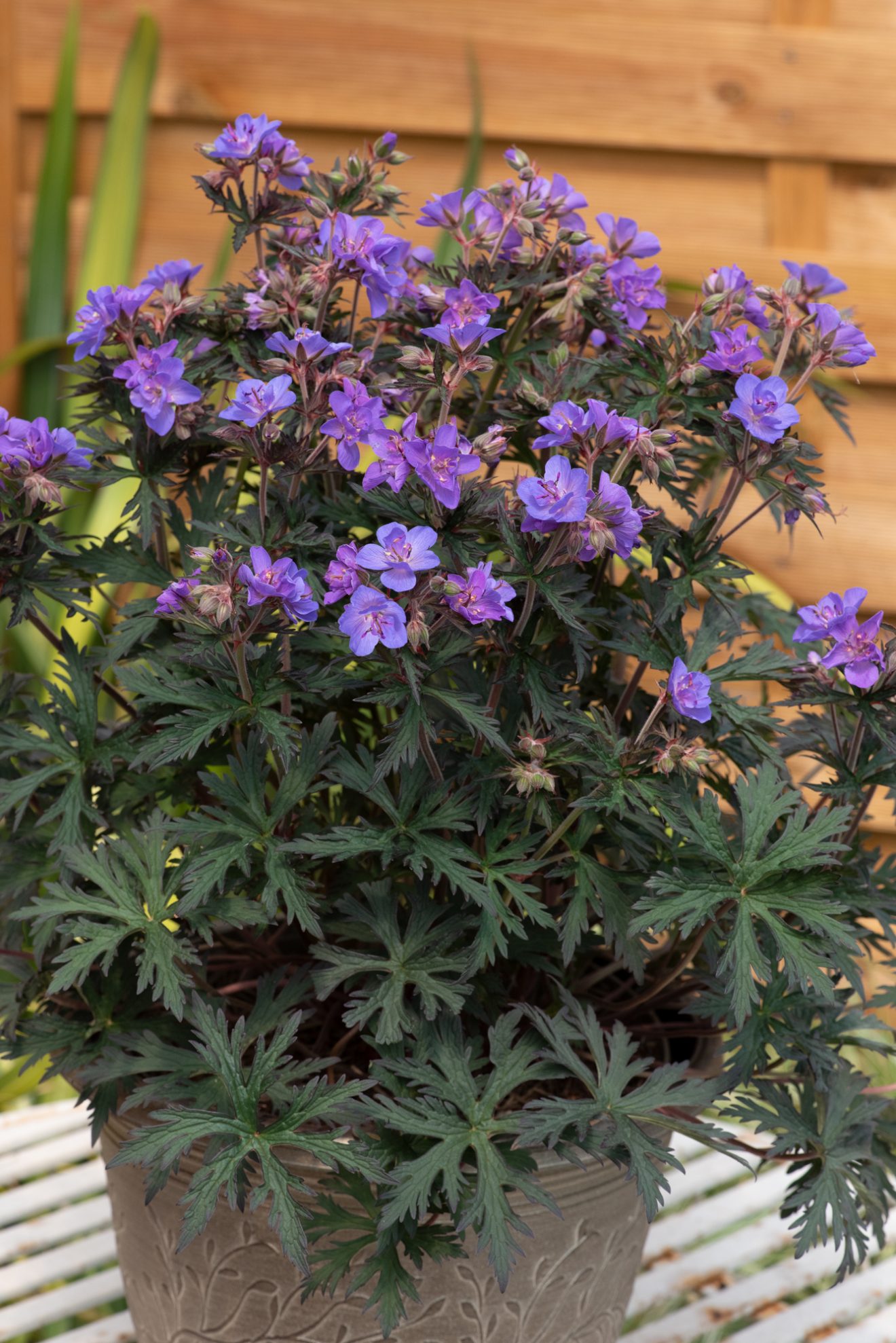 Geranium pratense 'Storm Cloud' | Shop Established Geranium | Proctors ...