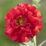 Buy Geum Plants Online | Online Shop | Proctors Nursery