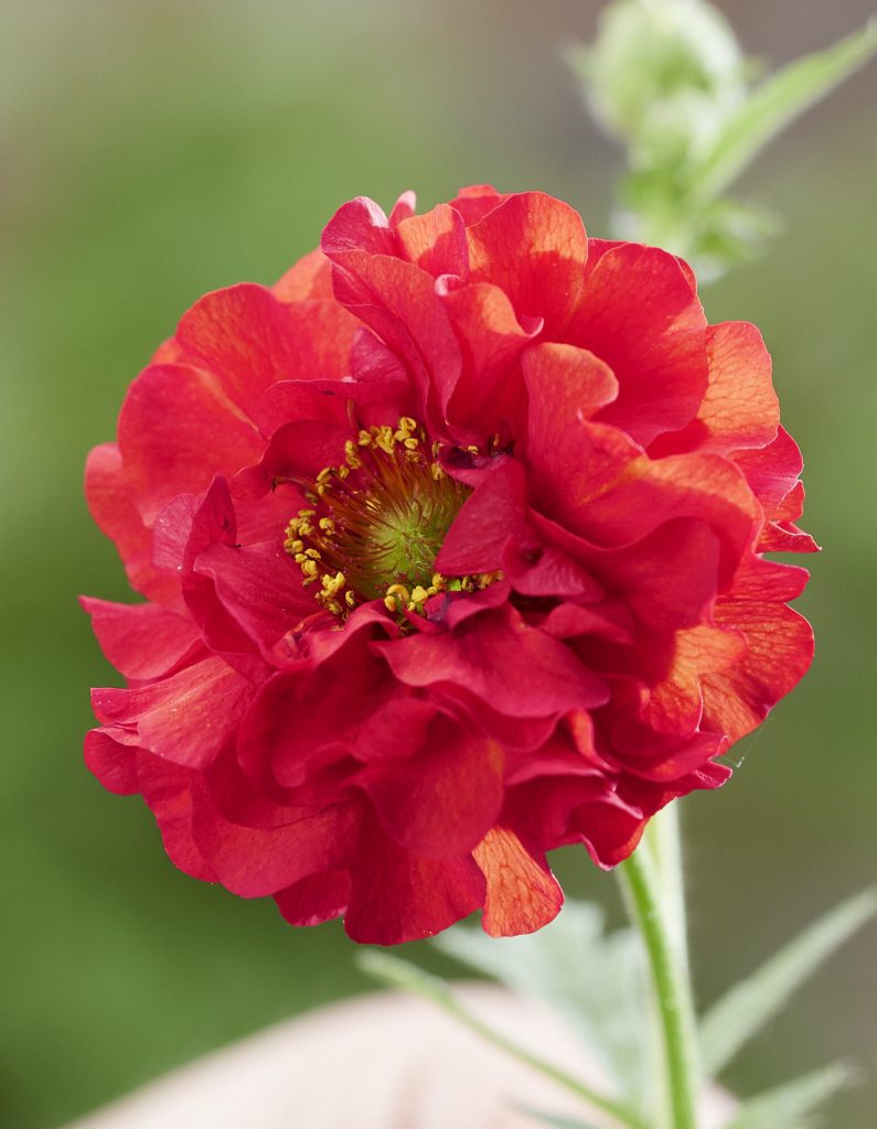 Geum 'Firestarter' | Proctors Nursery